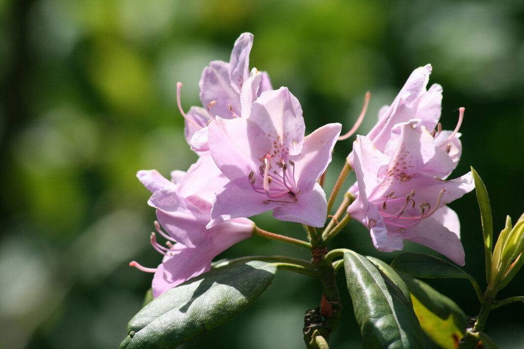 The Early Spring Flowers and Trees You Will Find in the Great Smoky ...