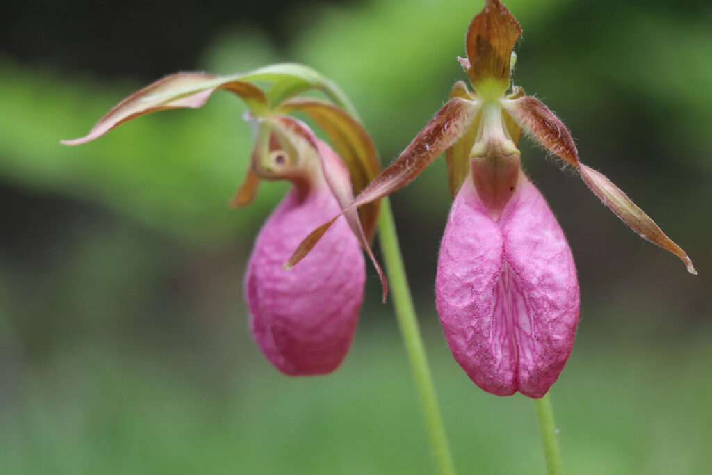The Early Spring Flowers and Trees You Will Find in the Great Smoky ...