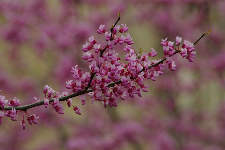 The Early Spring Flowers and Trees You Will Find in the Great Smoky ...