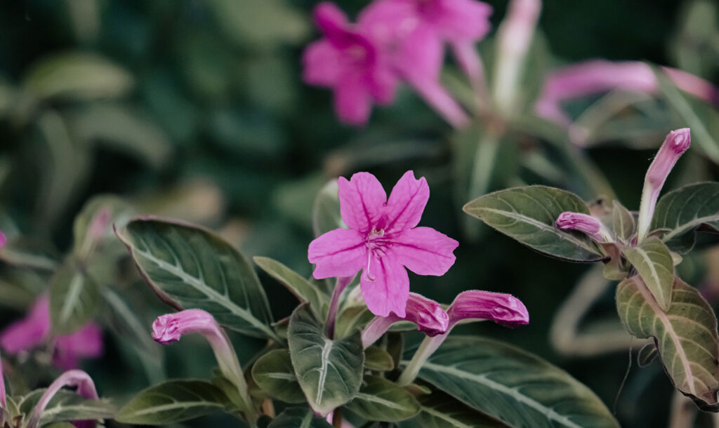 The Early Spring Flowers and Trees You Will Find in the Great Smoky ...